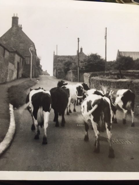 cows-2 - HOLCOT VILLAGE