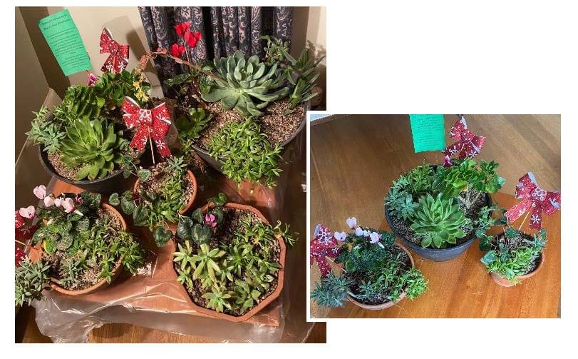Succulents_picture - HOLCOT VILLAGE