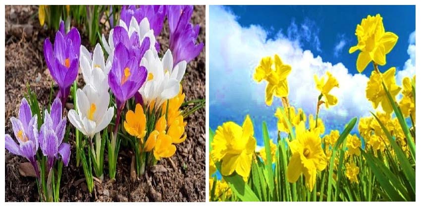 Mothering Sunday flowers - HOLCOT VILLAGE